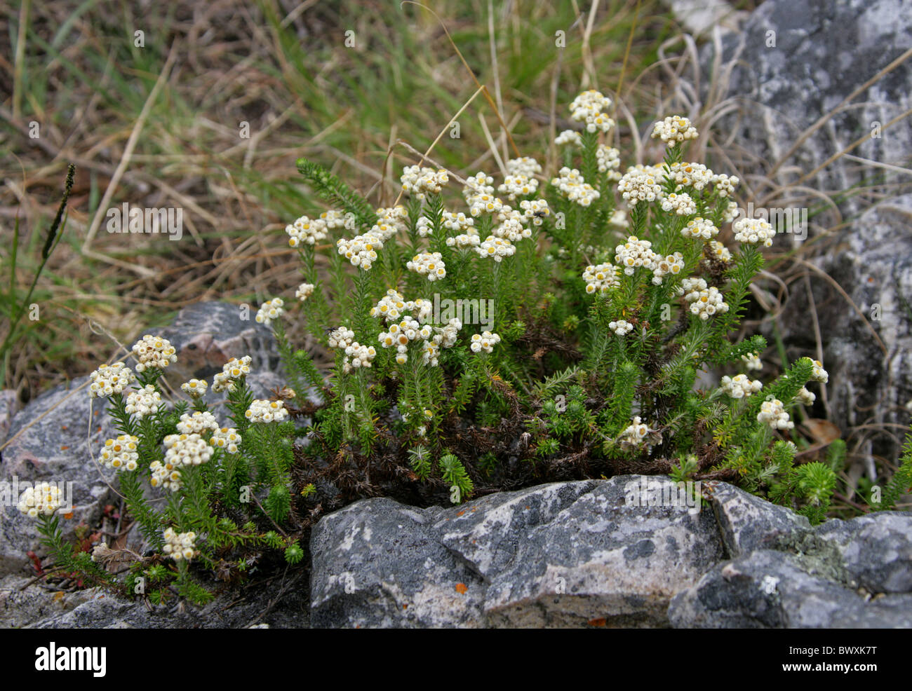 Cape everlasting hi-res stock photography and images - Alamy