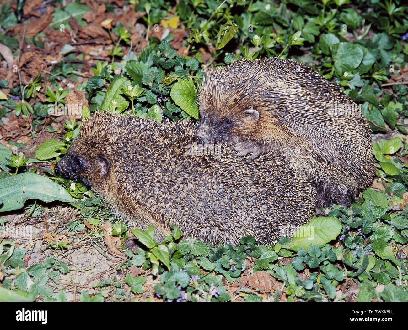 hedgehog two touching ground bottom wood forest leaves foliage watching ...