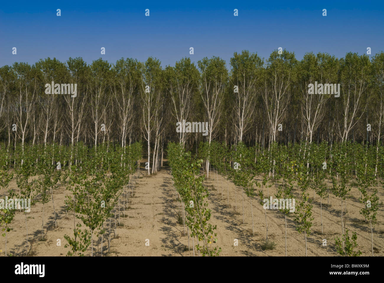 Lombardy italy poplar trees hi-res stock photography and images - Alamy