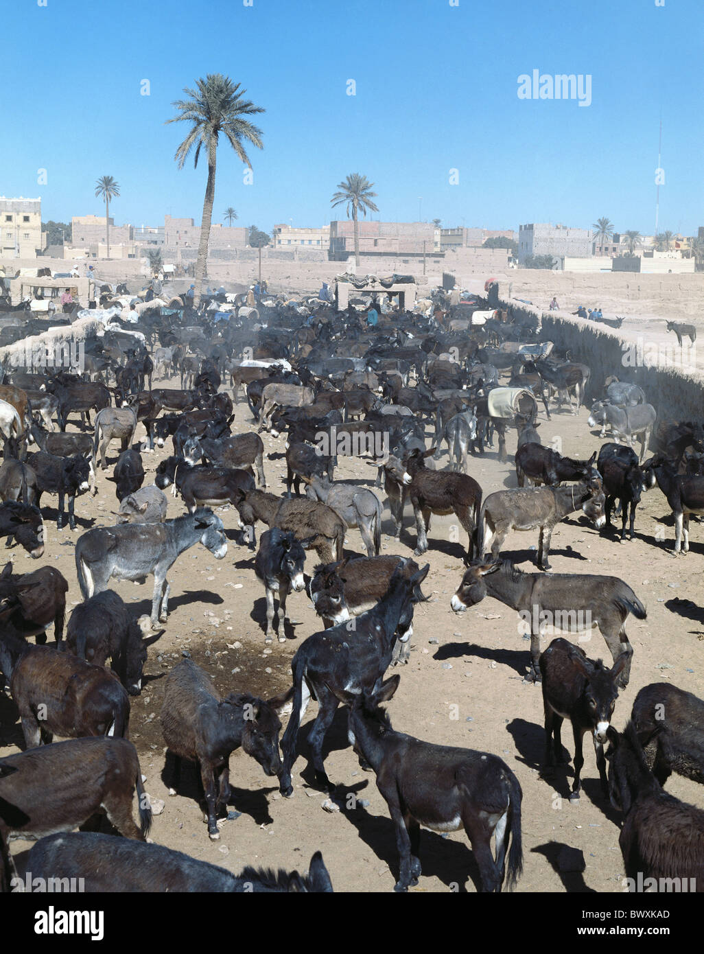 Morocco donkey market rissani hi-res stock photography and images - Alamy