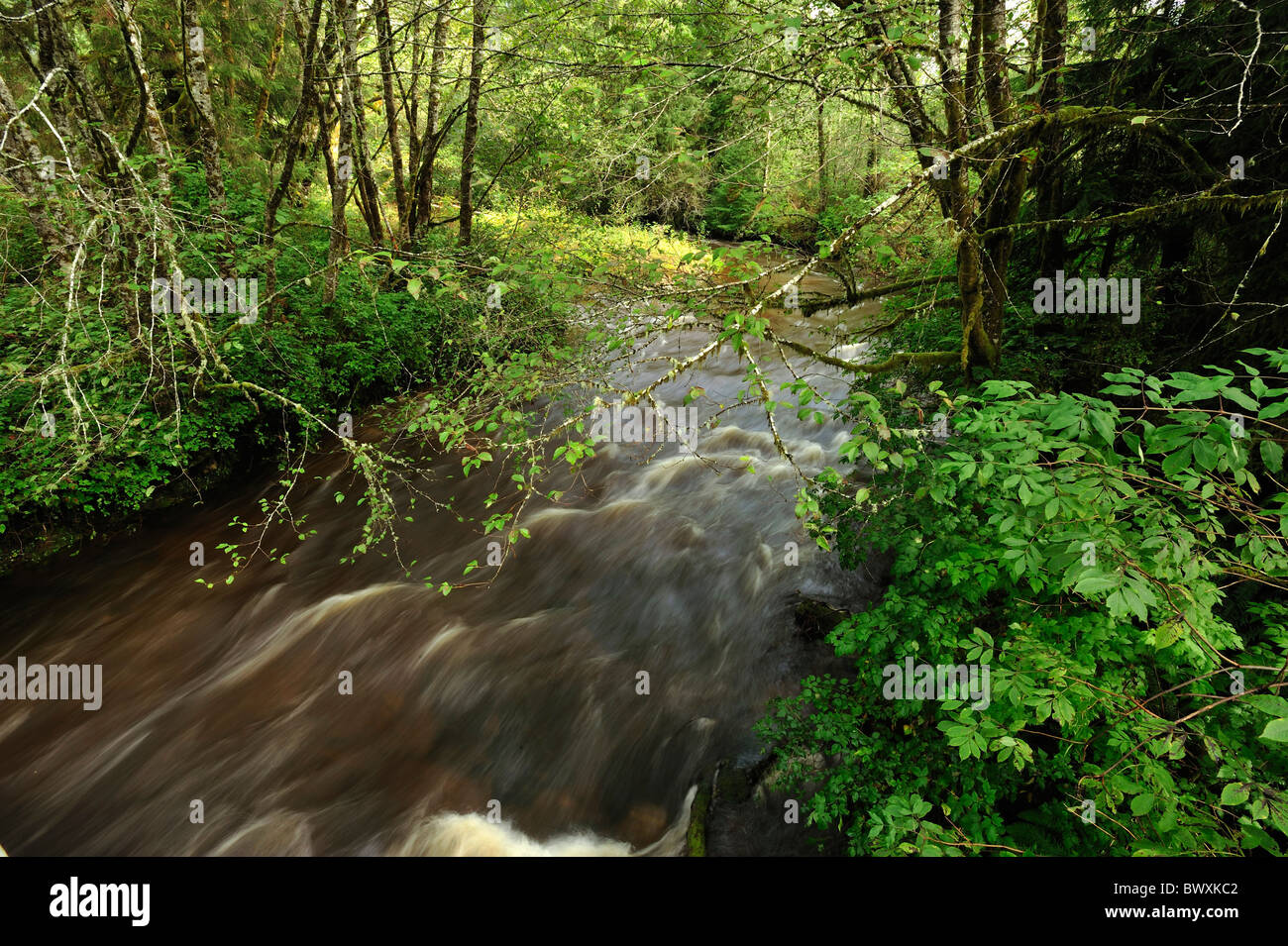 Hurst Creek, Clearwater River basin, Washington Stock Photo - Alamy