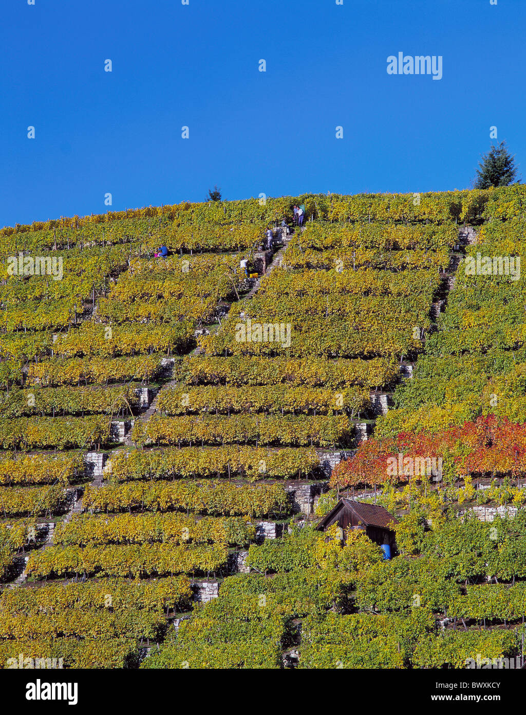 wine Germany Europe wine area vineyard slope inclination steps walls ...
