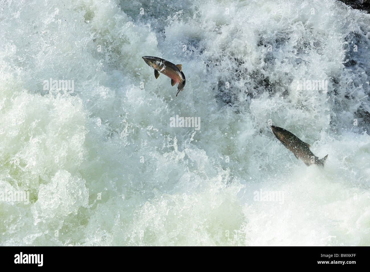 Coho or Silver Salmon, Oncorhynchus kisutch, Sol Duc river, Olympic ...