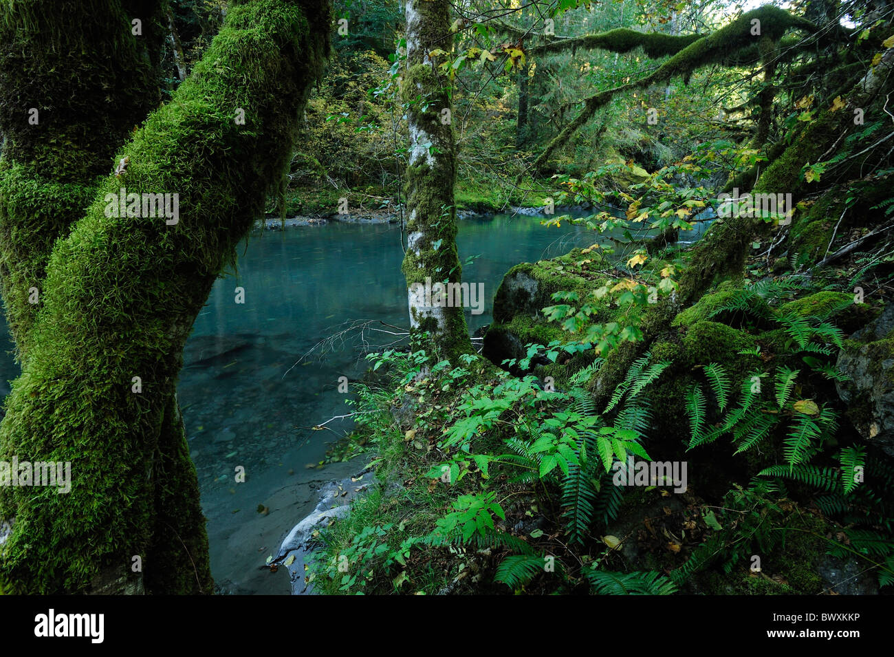 Dosewallips River basin, Washington Stock Photo - Alamy