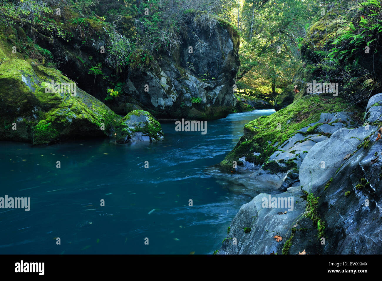 Dosewallips river basin hi-res stock photography and images - Alamy