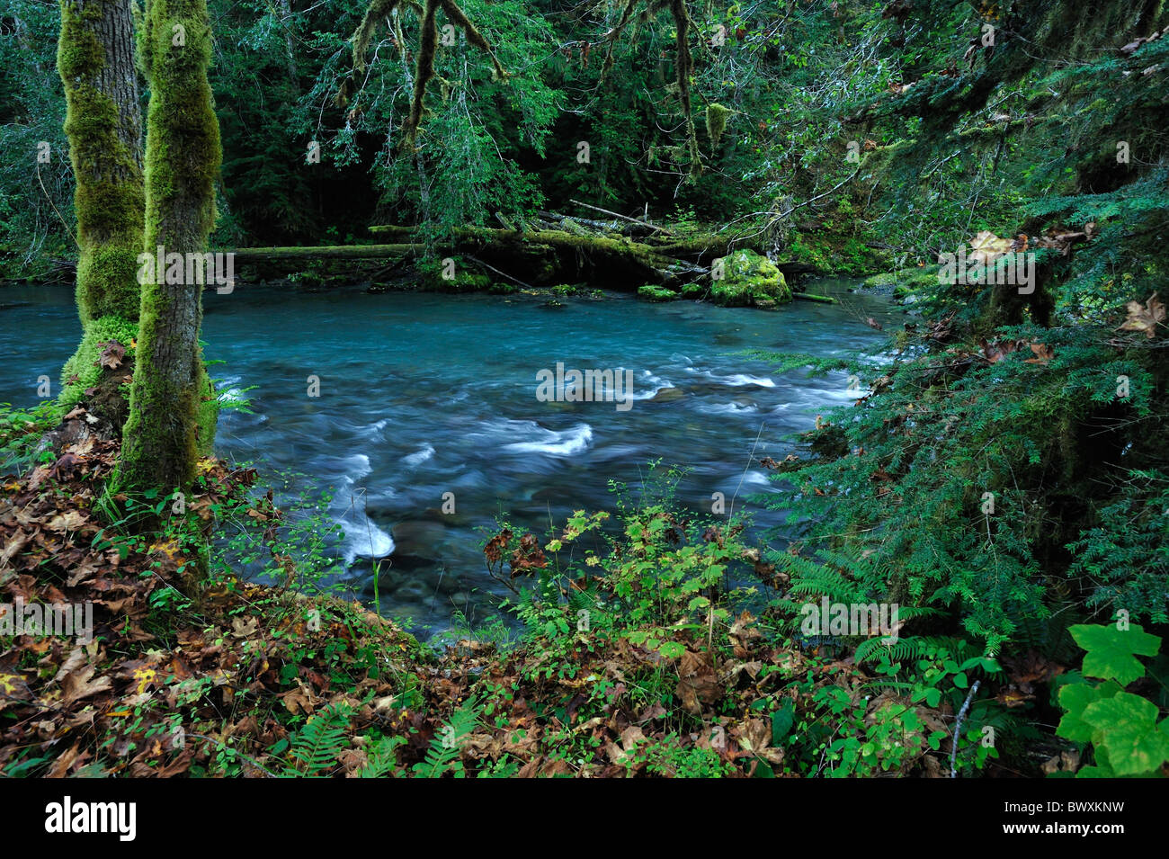 Dosewallips River basin, Washington Stock Photo - Alamy