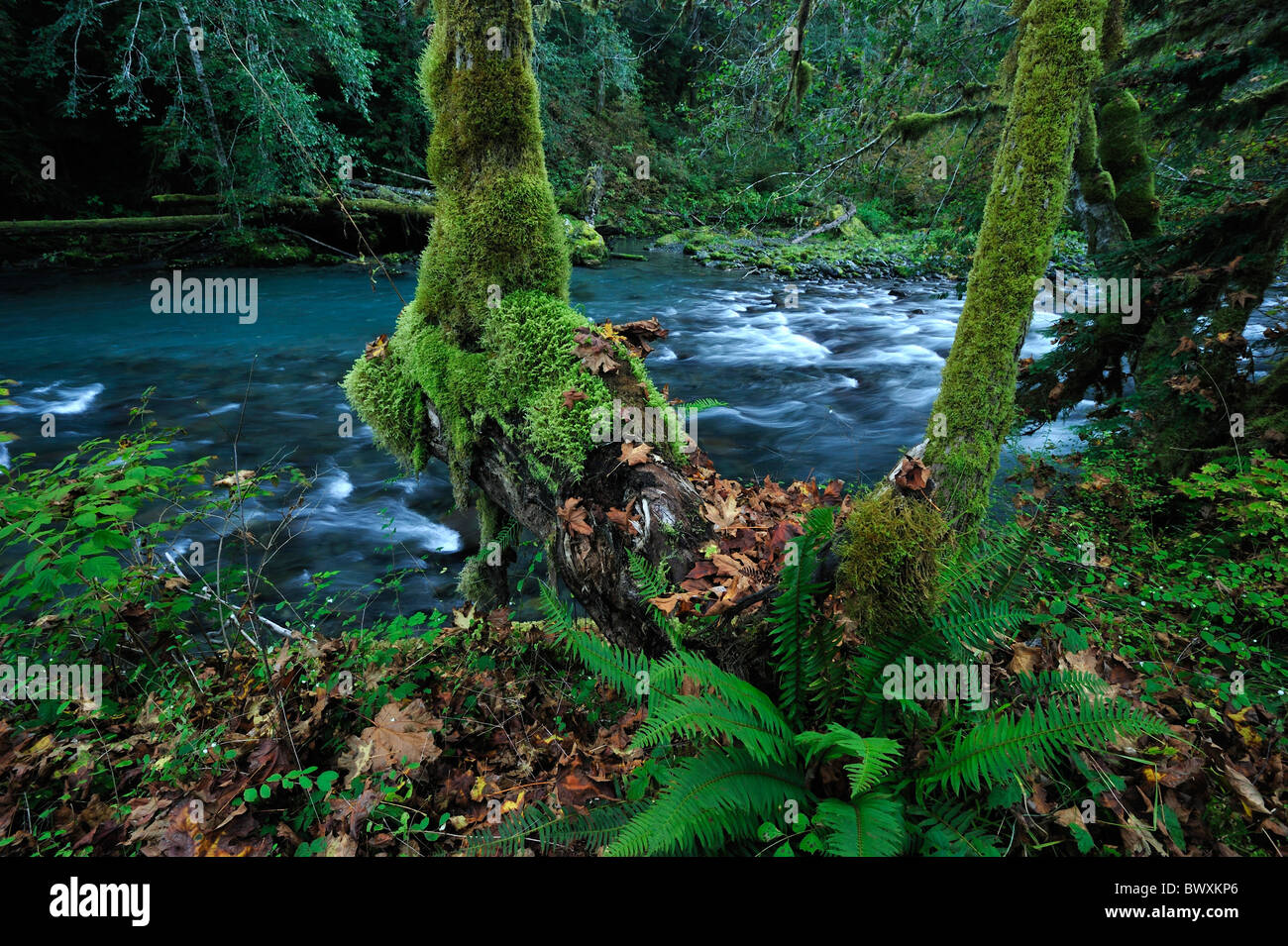 Dosewallips River basin, Washington Stock Photo - Alamy