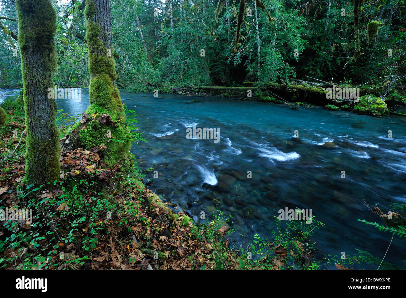 Dosewallips River basin, Washington Stock Photo - Alamy