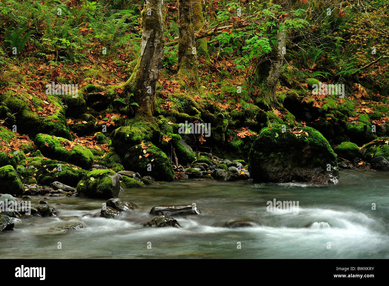 Dosewallips River basin, Washington Stock Photo - Alamy