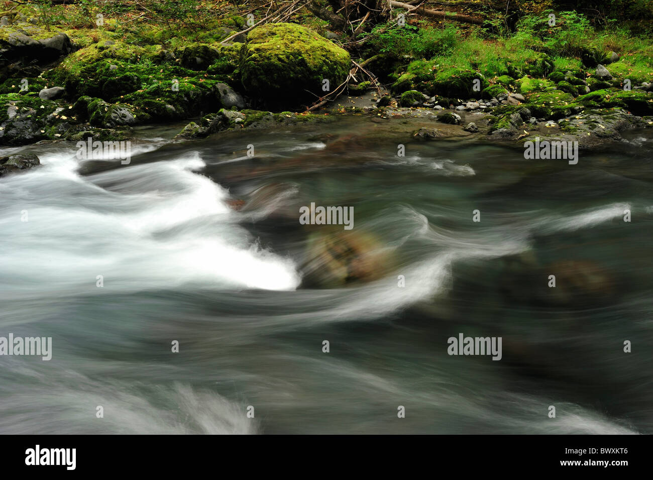 Dosewallips River basin, Washington Stock Photo - Alamy