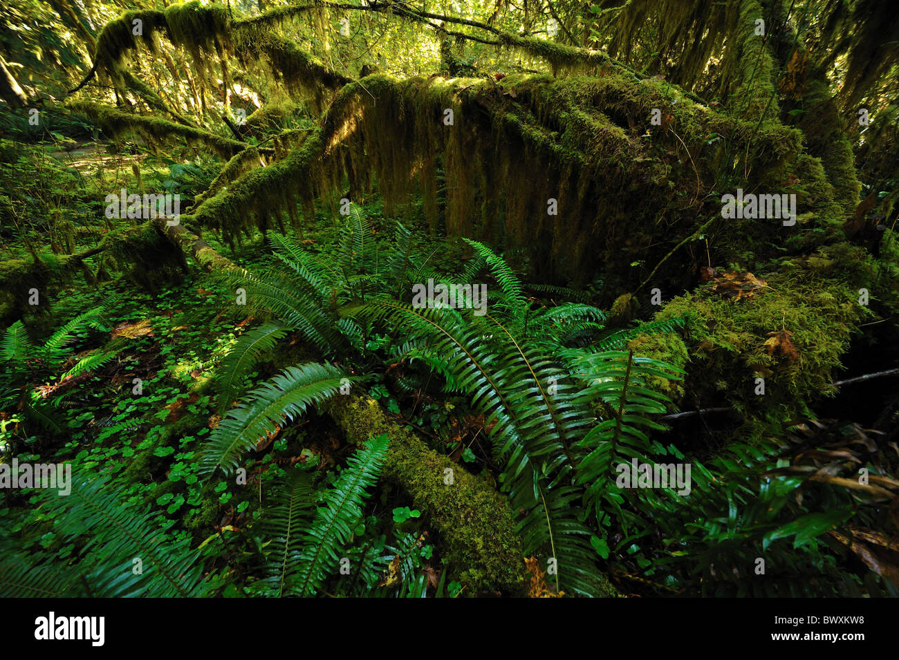 Hoh River basin, Olympic National Park, Washington Stock Photo - Alamy