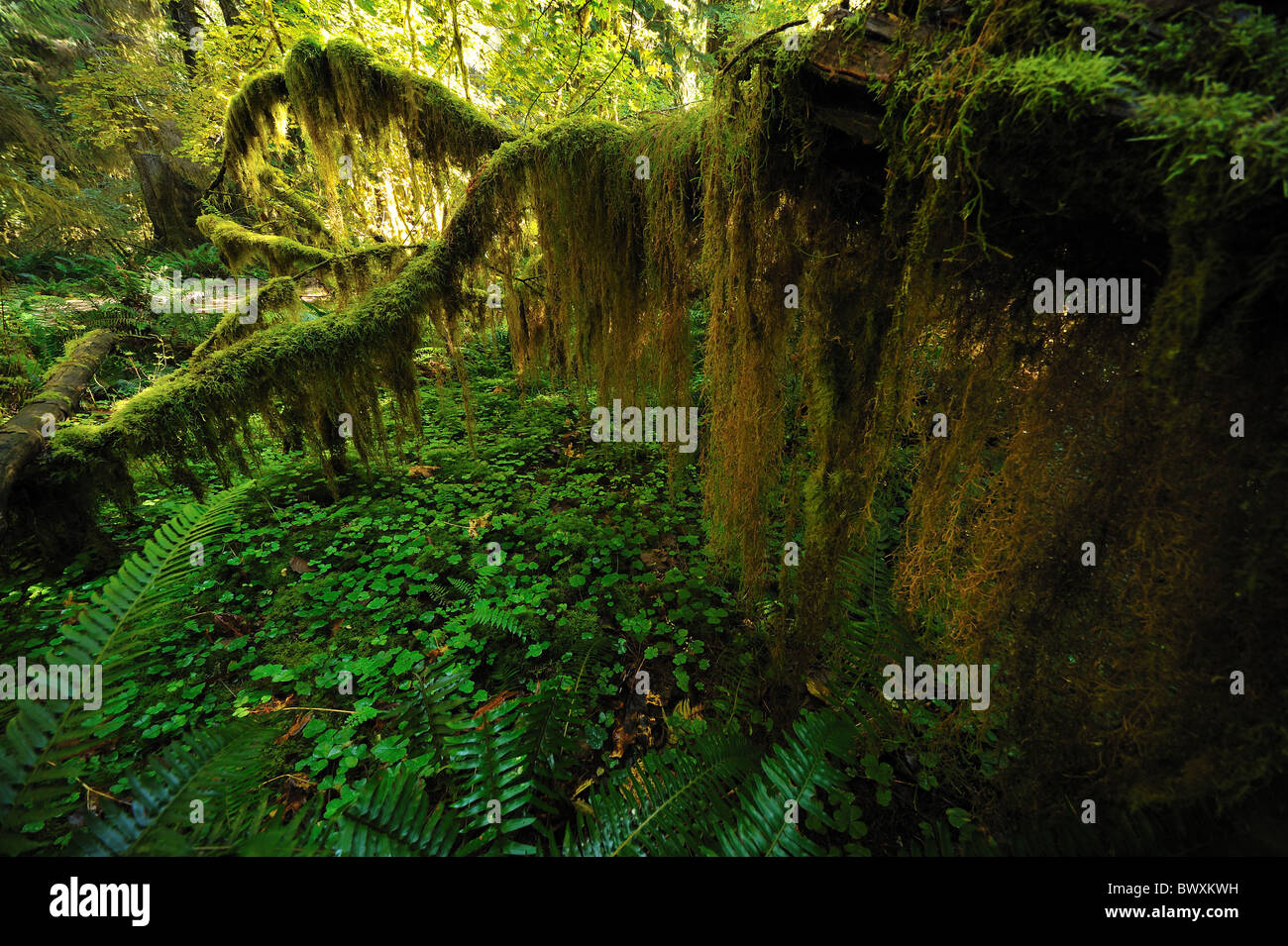 Hoh River basin, Olympic National Park, Washington Stock Photo - Alamy