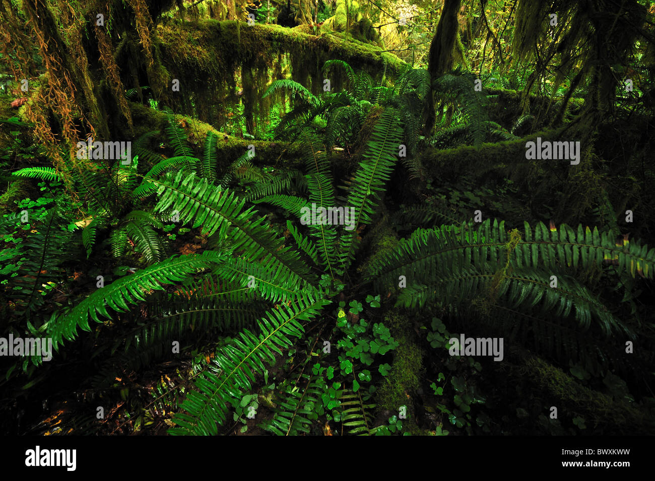 Hoh River basin, Olympic National Park, Washington Stock Photo - Alamy