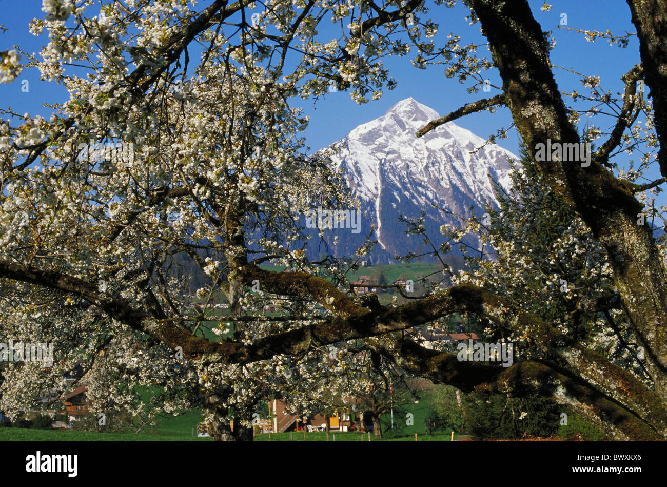 branches tree mountains canton Bern Bernese Oberland blossoms ...