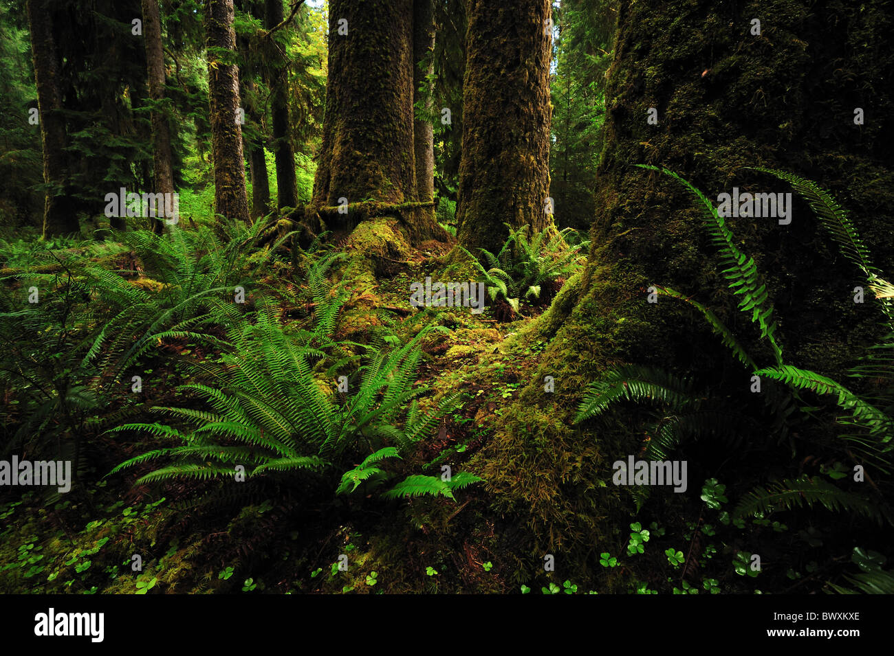 Hoh River basin, Olympic National Park, Washington Stock Photo - Alamy