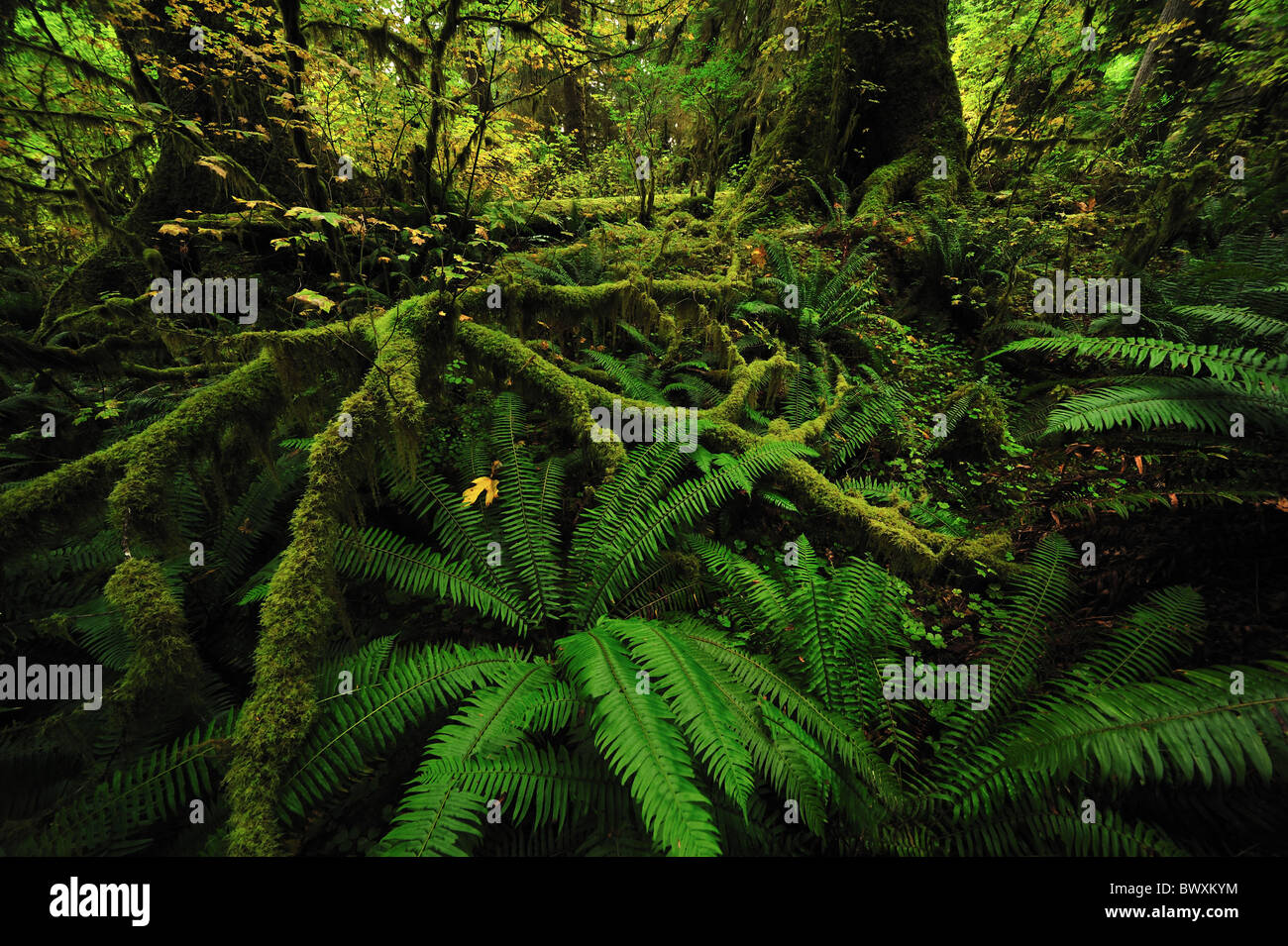 Hoh River basin, Olympic National Park, Washington Stock Photo - Alamy