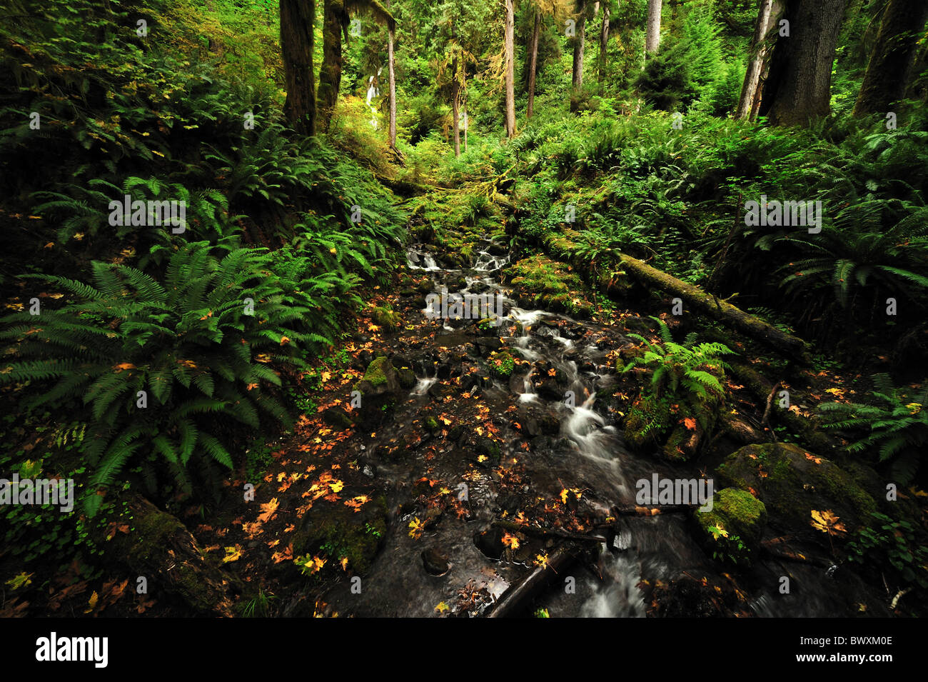 Hoh rainforest experience hi-res stock photography and images - Alamy