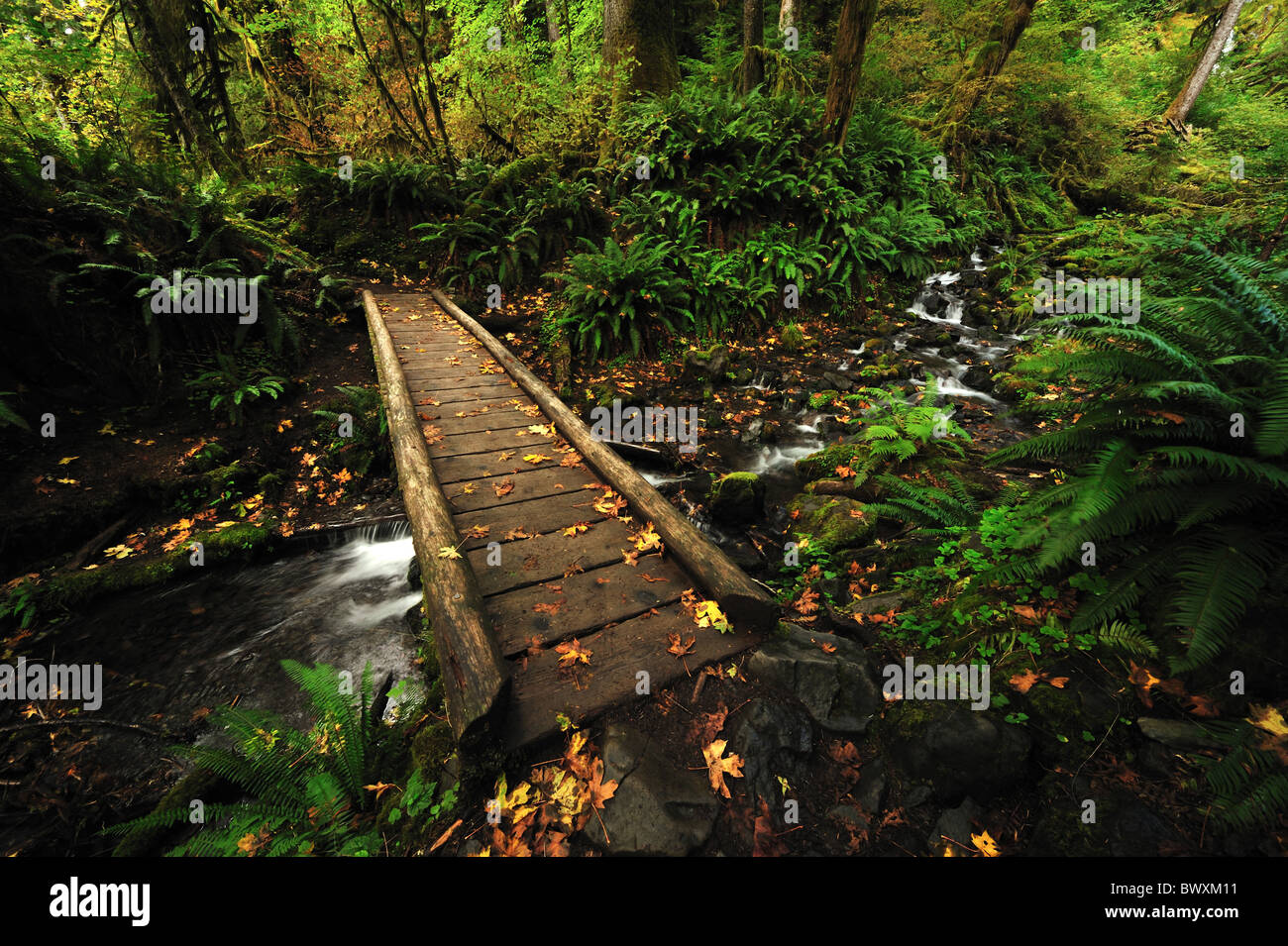 Hoh river basin olympic national hi-res stock photography and images ...