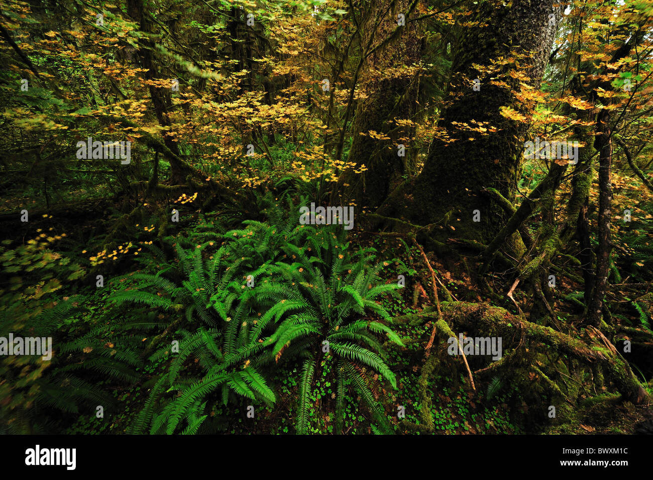 Hoh River basin, Olympic National Park, Washington Stock Photo - Alamy