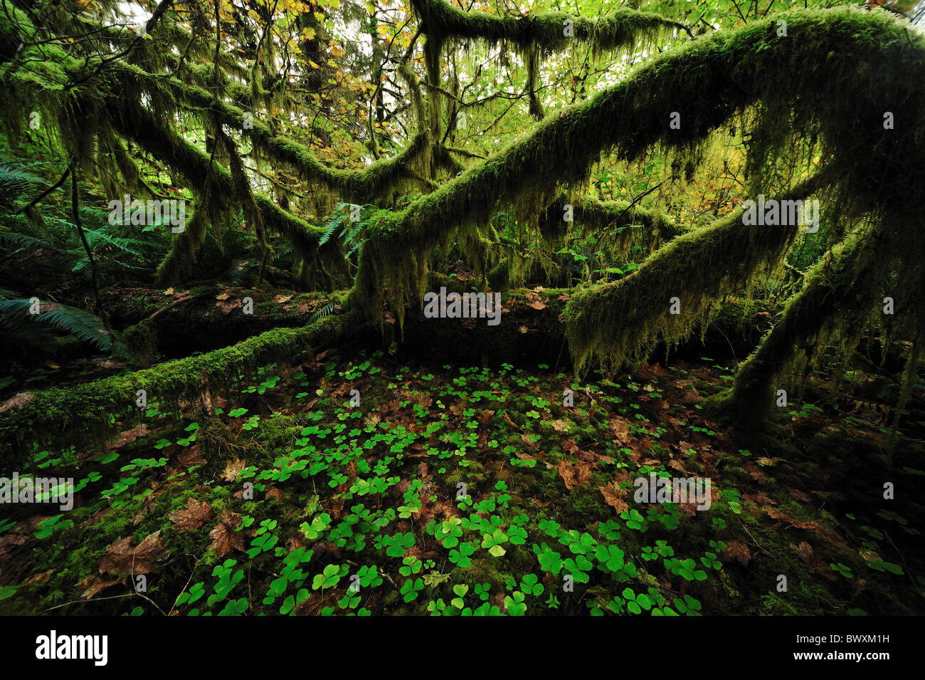 Hoh River basin, Olympic National Park, Washington Stock Photo - Alamy