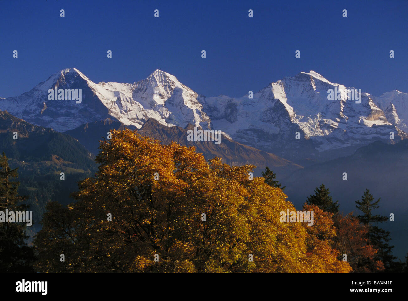 trees canton Bern Bernese Oberland scenery mountains alpine Alps view ...