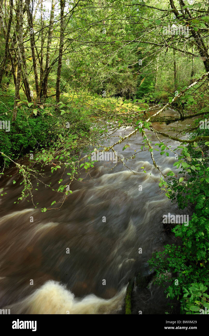 Hurst Creek, Clearwater River basin, Washington Stock Photo - Alamy