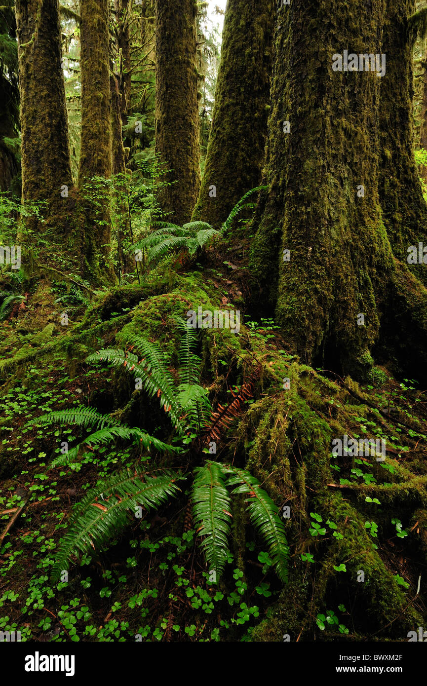 Queets River basin, Olympic National Park, Washington Stock Photo - Alamy