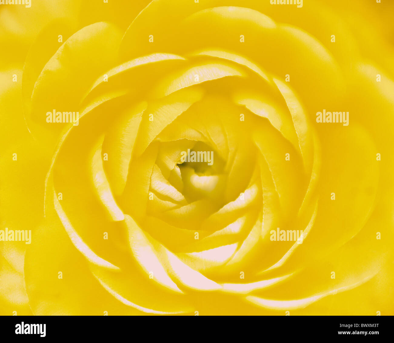 Yellow rosettes hi-res stock photography and images - Alamy