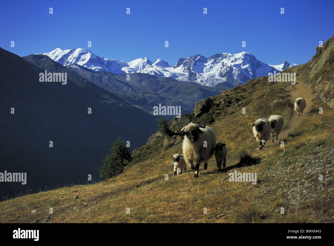 alp mountain panorama Schwarznasen sheep Switzerland Europe Valais ...