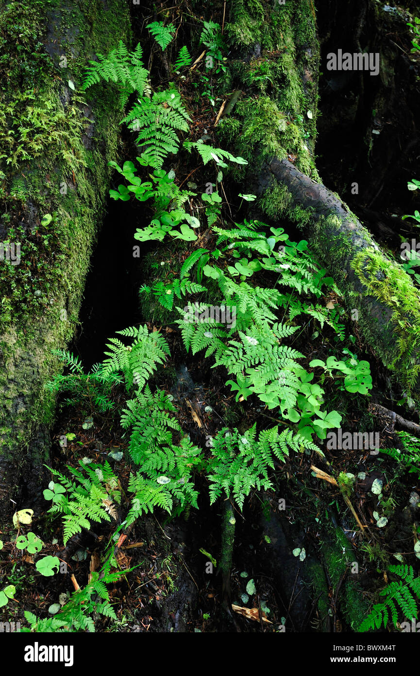 Queets River basin, Olympic National Park, Washington Stock Photo - Alamy