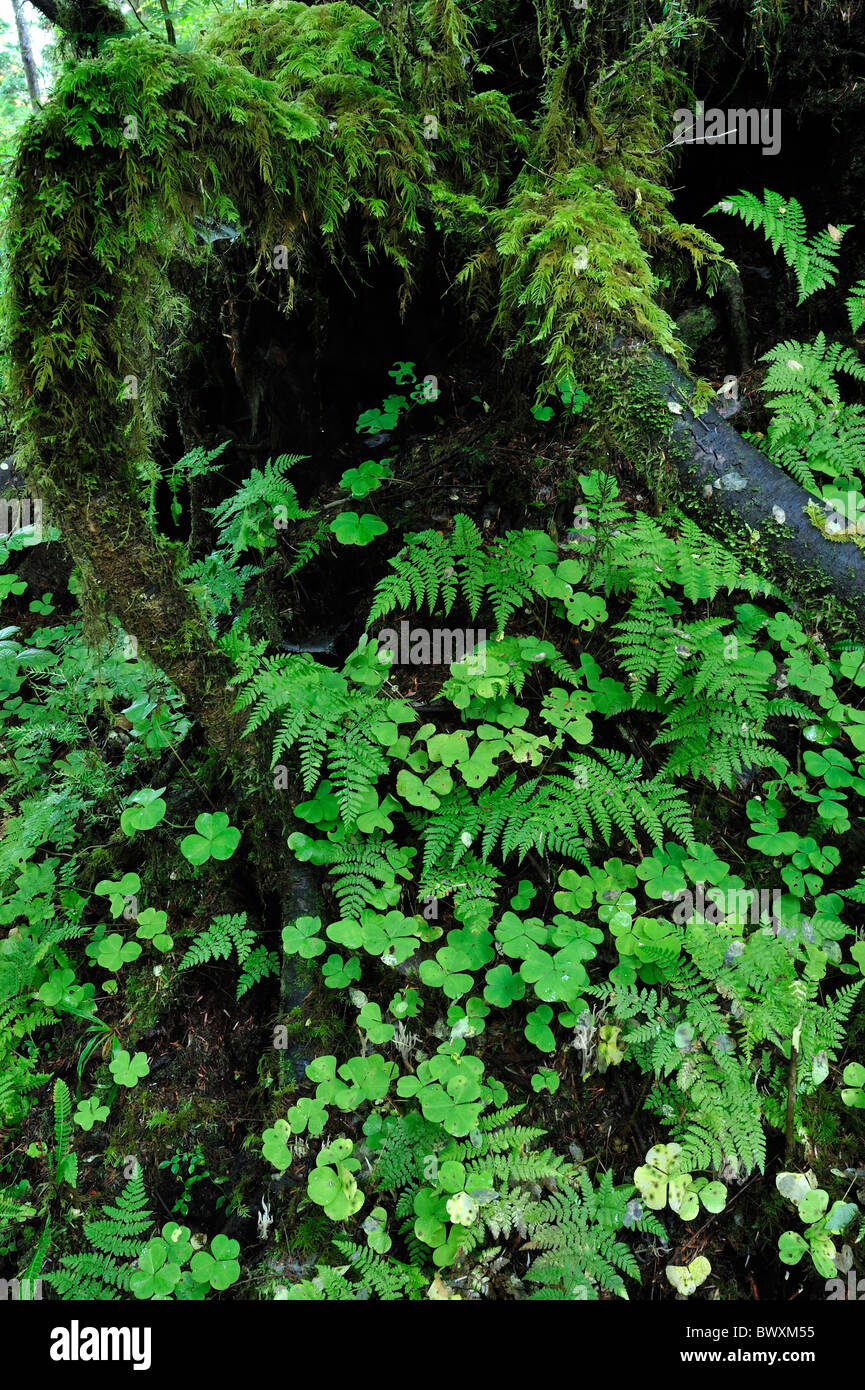 Queets River basin, Olympic National Park, Washington Stock Photo - Alamy