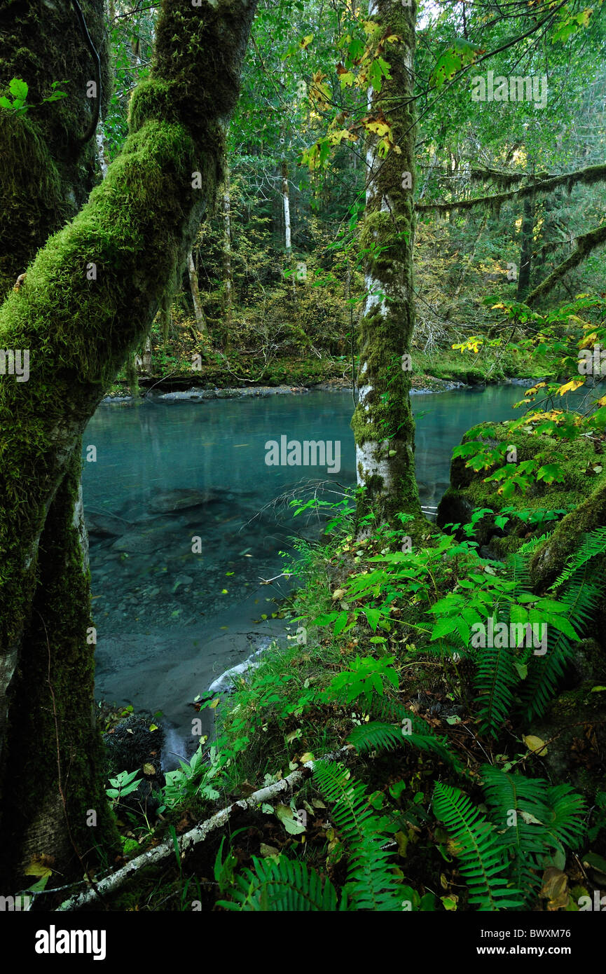 Dosewallips River basin, Washington Stock Photo - Alamy