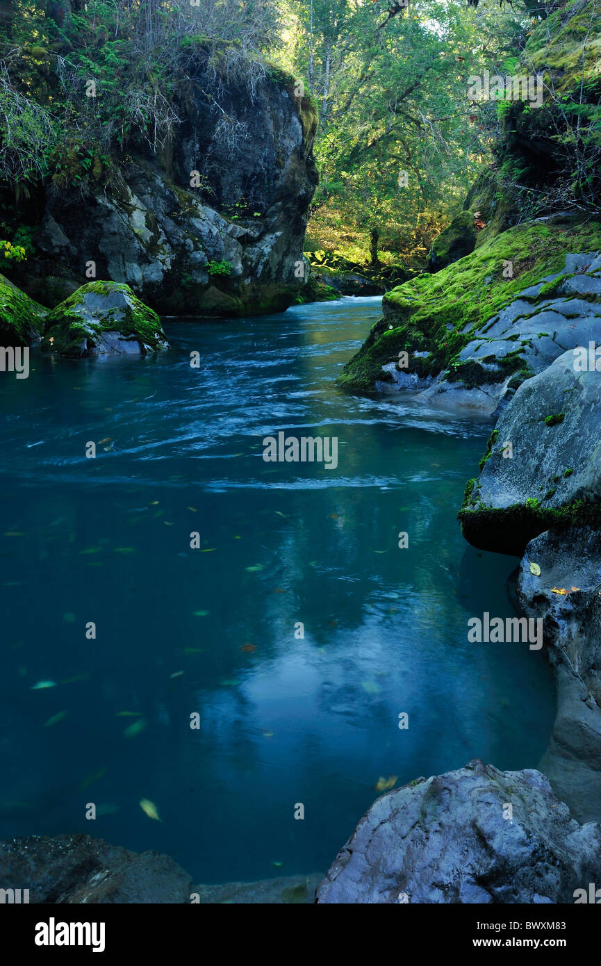 Dosewallips River basin, Washington Stock Photo - Alamy
