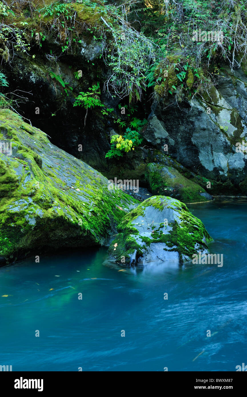 Dosewallips river basin hi-res stock photography and images - Alamy