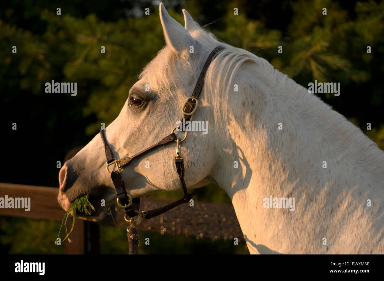 White arabian horse hi-res stock photography and images - Alamy