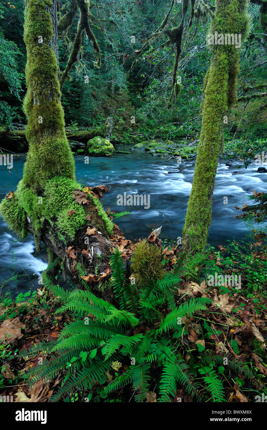Dosewallips river basin hi-res stock photography and images - Alamy