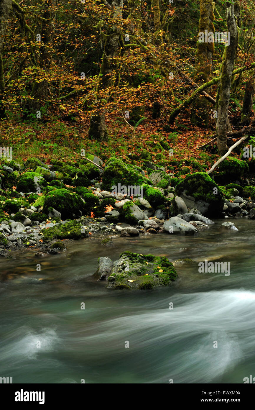 Dosewallips River basin, Washington Stock Photo - Alamy