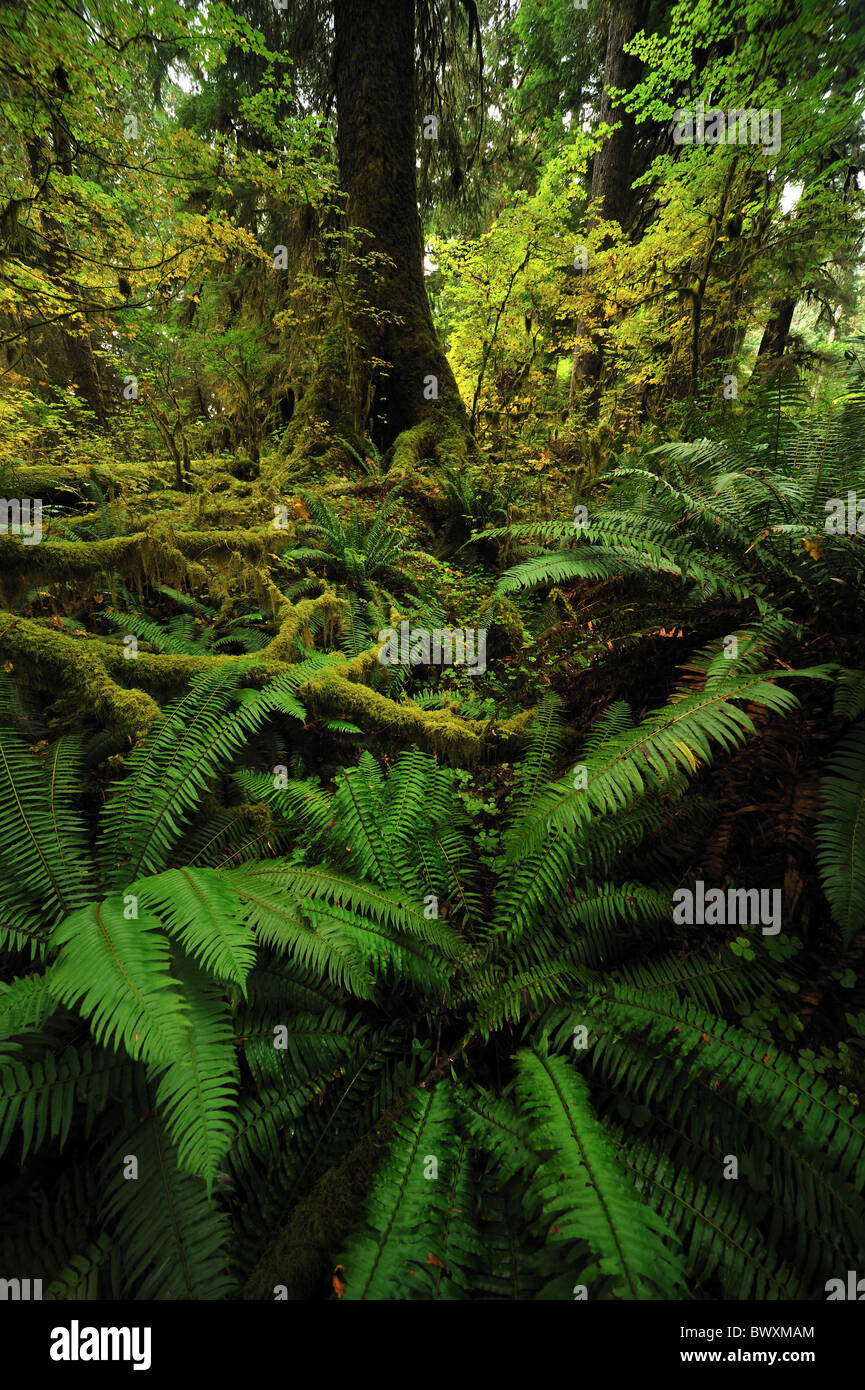Hoh River basin, Olympic National Park, Washington Stock Photo - Alamy
