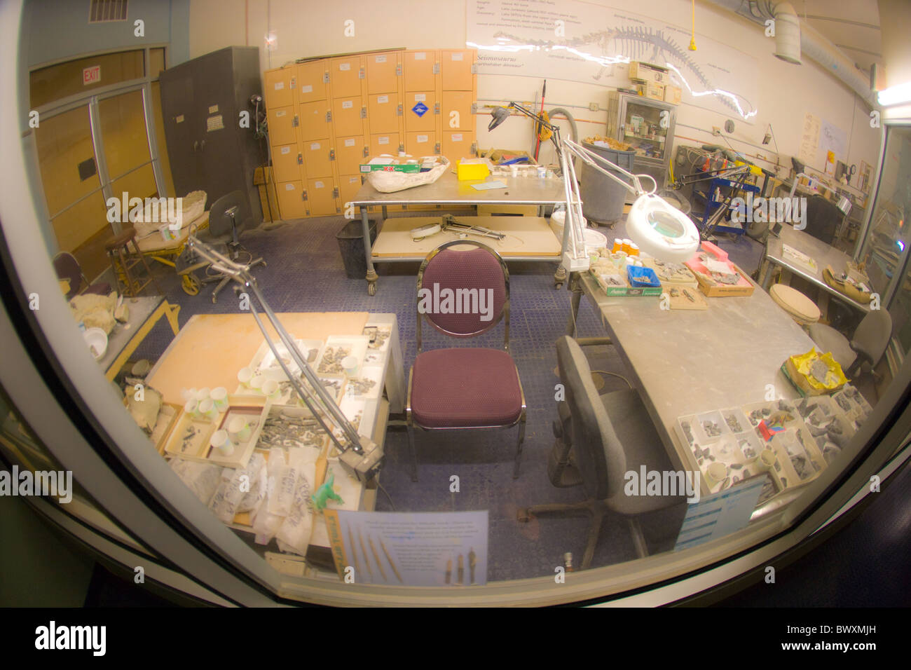 Looking through a window, inside a lab of archeologist, prehistoric ...