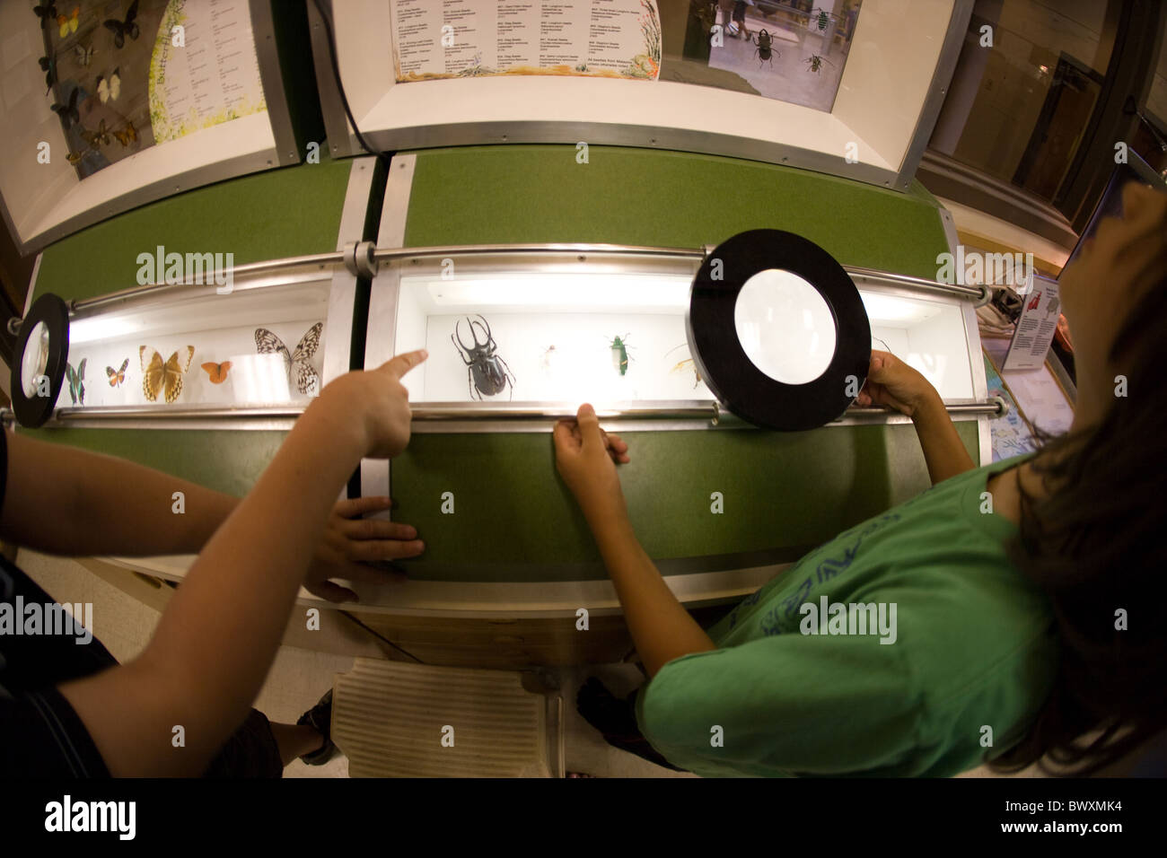 Child magnifying glass butterfly High Resolution Stock Photography and ...