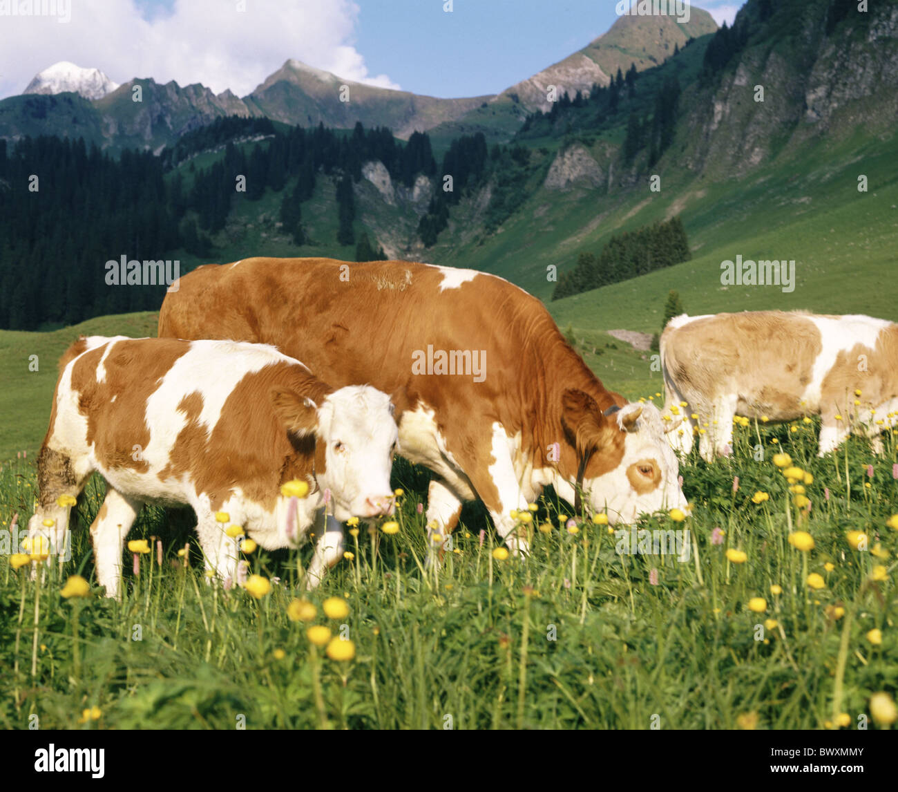 cows alp mountain cattle alpine Alps mountains Switzerland Europe ...
