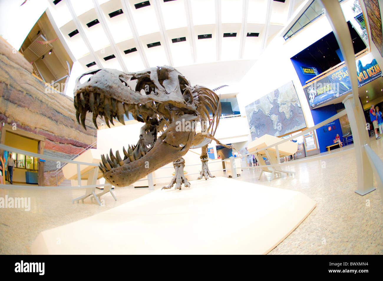 Tyrannosaurus Rex sculpture in museum of natural history Stock Photo ...
