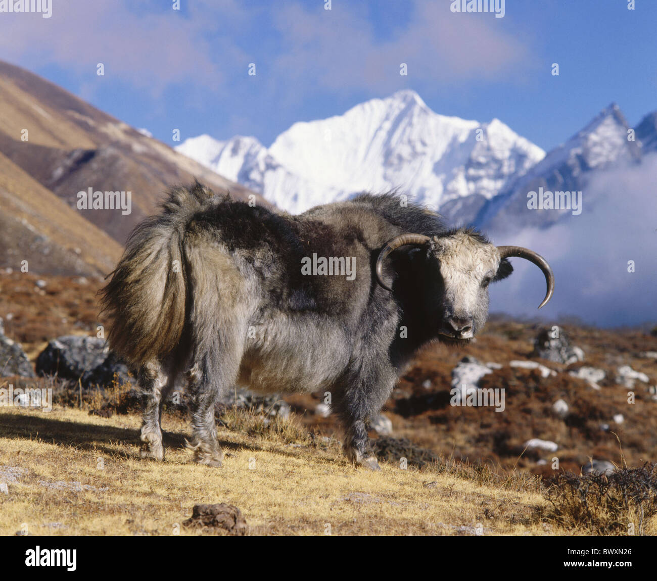 Himalayan Yak Highland