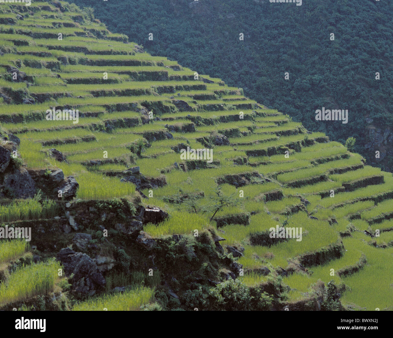 field terrace culture millet cultivation Nepal Asia Himalayas ...