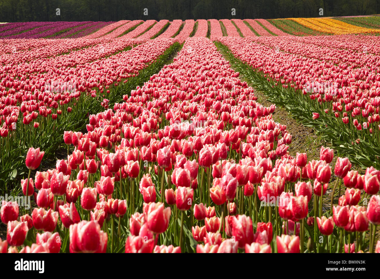 Tulip Farm near Agassiz, British Columbia, Canada Stock Photo - Alamy
