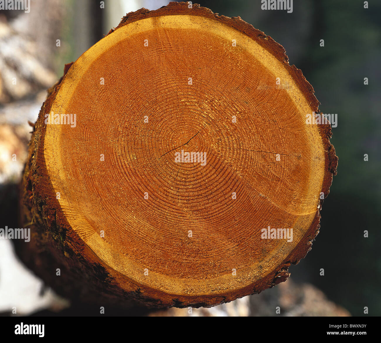 wood trunk cross section annual rings close-up larch tree age old ...