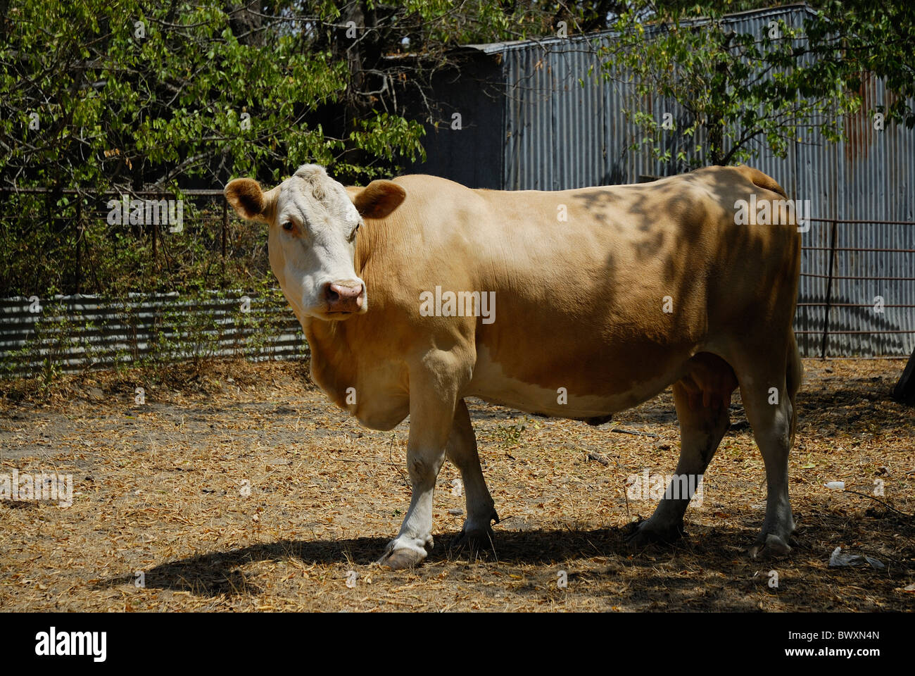 Tan domestic cow standing next to metal barn Stock Photo - Alamy
