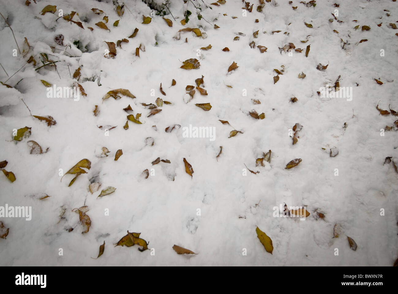 Leaves in the snow Stock Photo - Alamy