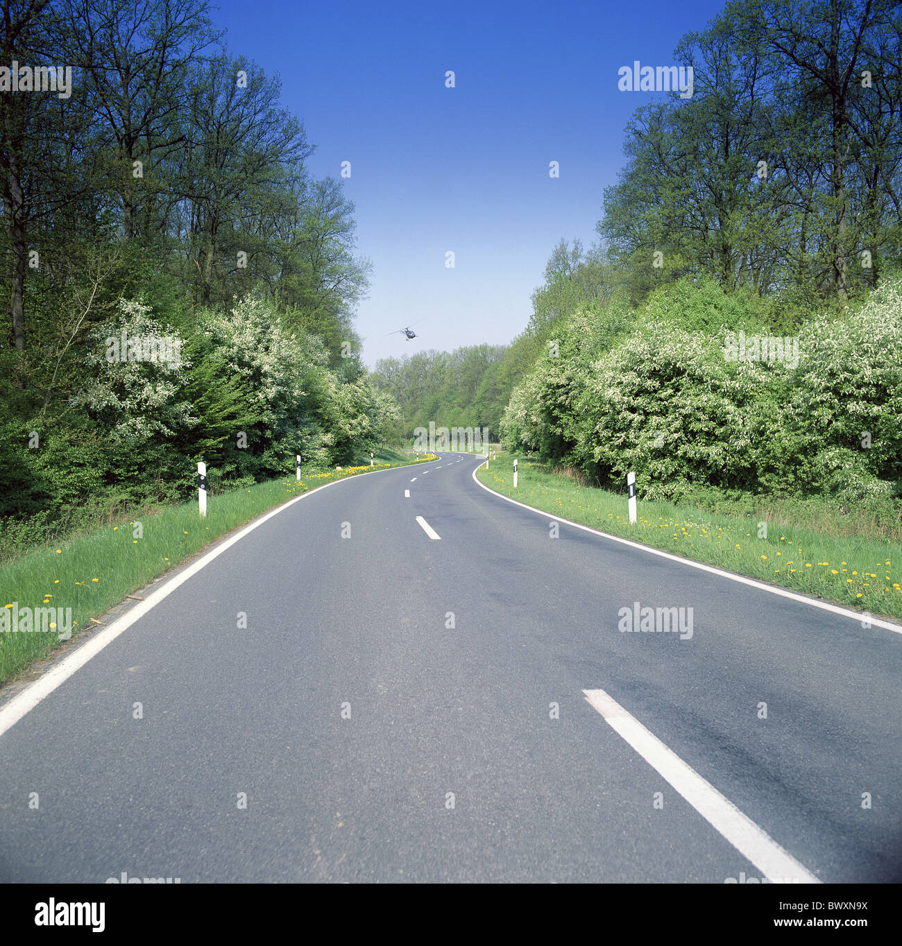 bushes shrubs country road street broad-leaved trees empty street ...
