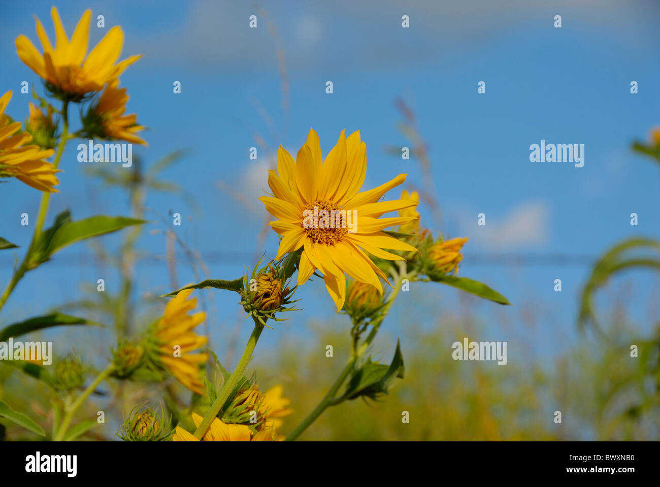 Close up of Yellow Flower Engelmannia pinnatifida also known as a ...